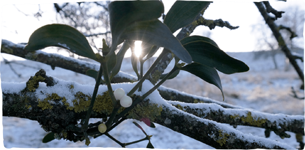 Misteltherapie zur besseren Verträglichkeit der Krebsbehandlung