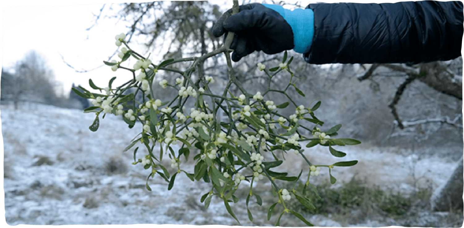 Misteltherapie in der integrativen Onkologie | Helixor