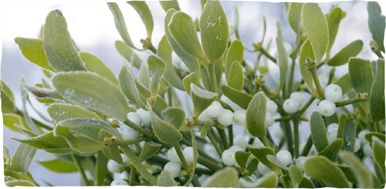 Misteltherapie zur besseren Verträglichkeit der Krebsbehandlung