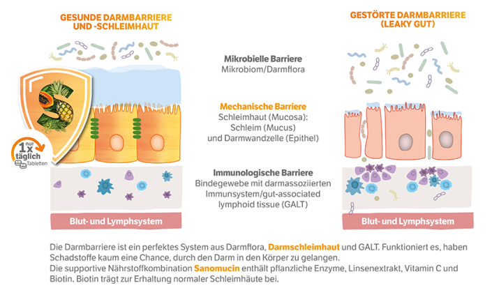 Darmbarriere - Perfektes Zusammenspiel